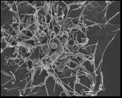 Jost Enninga Dynamics Of Host Pathogen Interactions • Research Institut Pasteur