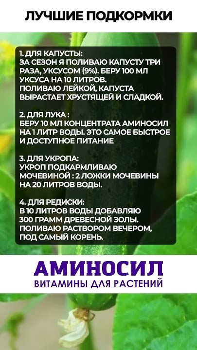 ЭФФЕКТИВНЫЕ подкормки для ваших овощей огород подкормка урожай Youtube