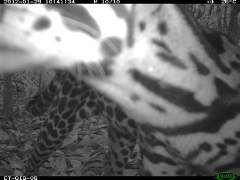 Roboflow Trained Dataset K Nzz Ss Udjl Object Detection Dataset By Roboflow VL Semisupervised