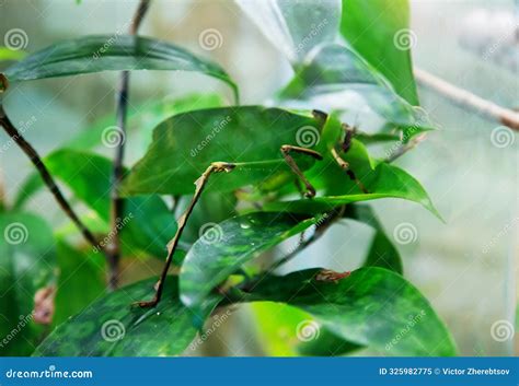 The Malaysian Leaf Shaped Grasshopper Latin Giant Katydid Is Green In