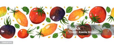 잘 익은 토마토 원활한 수채화 테두리 흰색 배경에 손으로 그린 그림 바질과 오레가노 잎이 있는 빨간색 노란색 검은 색 채소 전체 정원 제품 반쪽 가을에 대한 스톡 벡터 아트