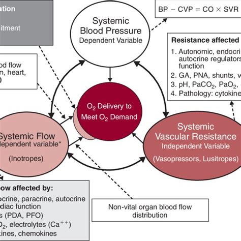 Regulation Of Vascular Smooth Muscle Tone The Steps Involved In