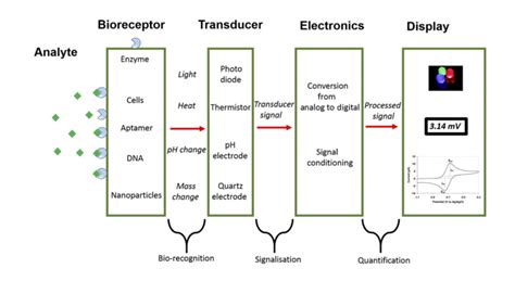 Biosensors Principle Types Characteristics Applications Biology Notes Online