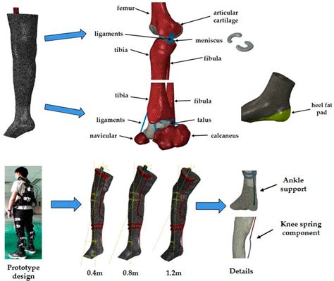 Finite Element Analysis Of A Novel Approach For Knee And Ankle Protection During Landing