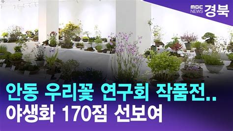 안동 우리꽃 연구회 작품전 야생화 170점 선보여 안동mbc Youtube