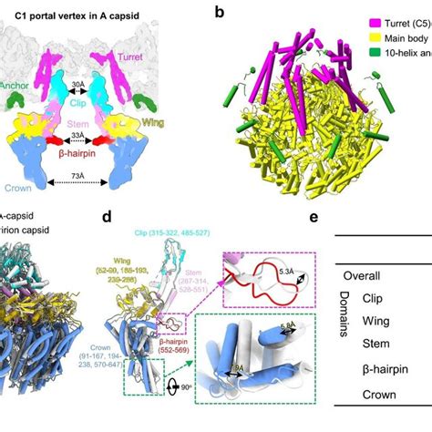 In Situ Portal Structure Of The Dna Devoid Capsid A Superposition Of