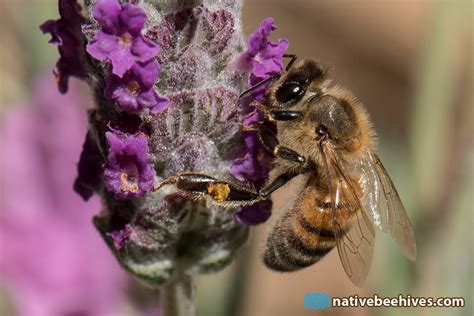 Native Stingless Bees Tetragonula Carbonaria Native Bee Hives