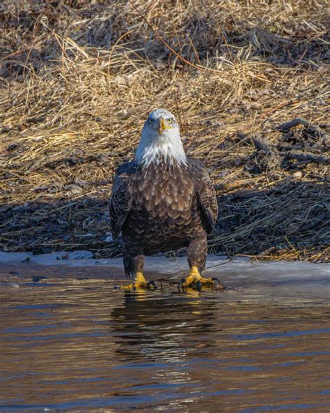 Four Year Old Eagle By Andrew Augustine On Youpic