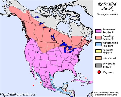 Red Tailed Hawk Range Map Kim Smith Films
