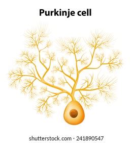 Purkinje Cell Purkinje Neuron Morphology Purkinje Stock Illustration