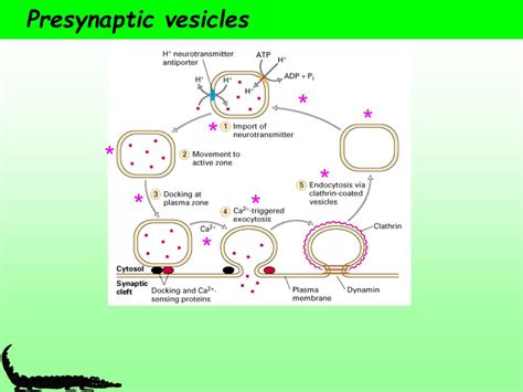 Ppt Neural Zones Powerpoint Presentation Free Download Id1487948