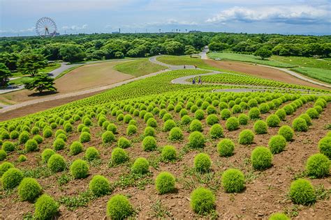 2023国营常陆海滨公园游玩攻略 日立海滨 一个美到犯规 去哪儿攻略