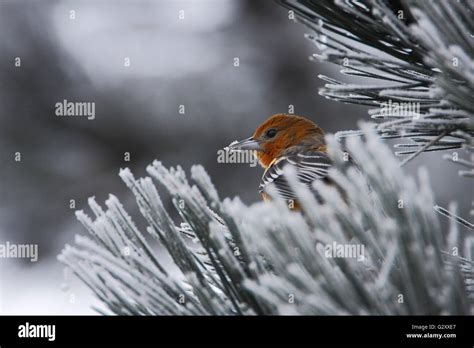 Baltimore Oriole Icterus Galbula In Winter Weather The Netherlands