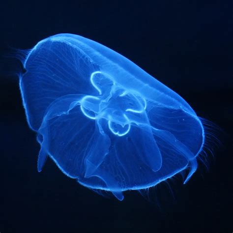 Cnidaria Nervous Systems