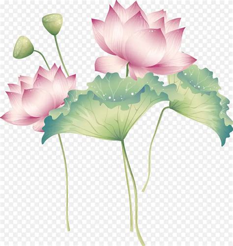 精美矢量荷花PNG图片素材下载 图片编号8419462 PNG素材网