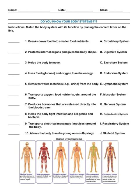 Body Systems Worksheet Human Anatomy