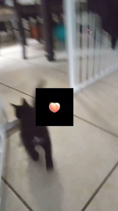 💫new Cat💫 Name Jack Sex Male💫 Youtube