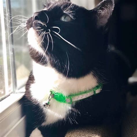 Medical Coder Shirt Medical Coder Heart T Shirt Medical Coder T V