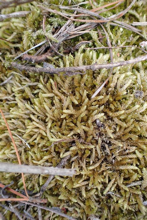 Funaria The Ubiquitous And Resilient Moss Outdoor Moss