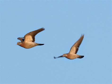Huldue Columba Oenas Hohltaube Stock Dove Fanø Natur