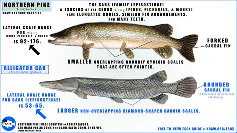Northern Pike Esox Lucius How To Identify — Koaw Nature