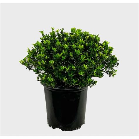 15 Gal Boxleaf Euonymus Live Shrub O237002 The Home Depot