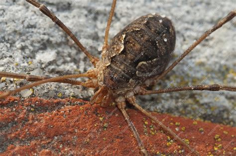 Premium Photo Closeup On The European Harvestmen Phalangium Opilio Sitting On The Side Of A