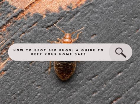 How To Spot Bed Bugs A Guide To Keep Your Home Safe