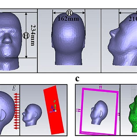 The Sam Model And Simulation Scene A Outer Shape And Size Of The Sam Download Scientific
