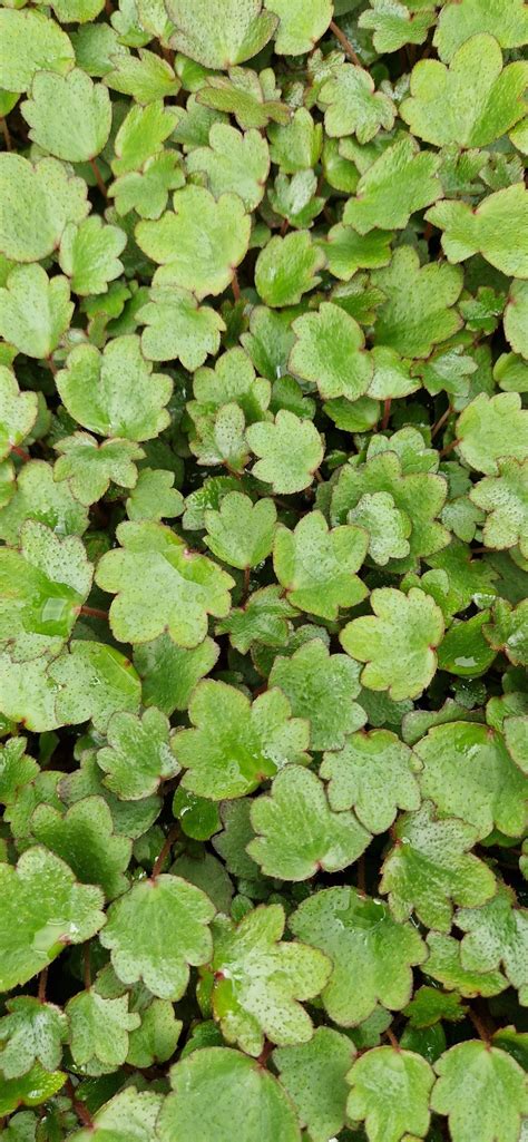 Saxifraga Dancing Pixies Tini Shop Saxifraga Proctors Nursery