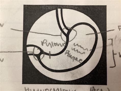 Stomach Diagram Diagram Quizlet