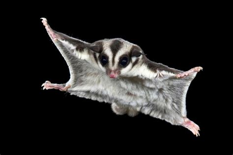 How Sugar Gliders Got Their Wings Sciencex Innovations