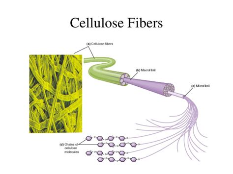 Ppt Fiber Plants Powerpoint Presentation Free Download Id 1331076