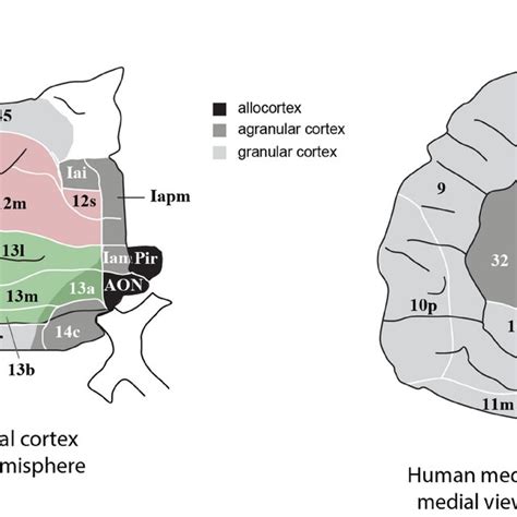 of the effective connectivity of the human medial orbitofrontal cortex