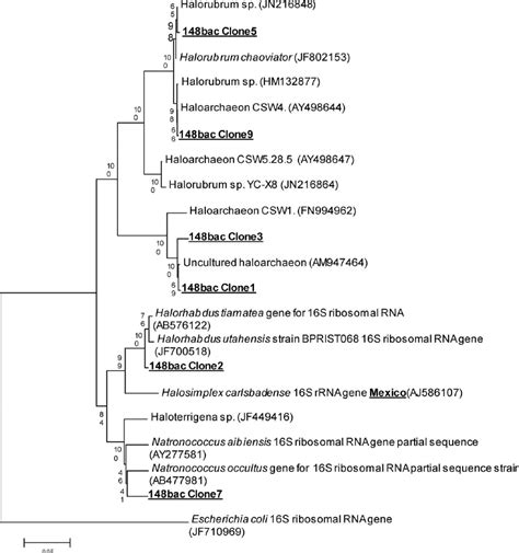 Phylogenetic Tree Constructed Using Maximum Likelihood Analysis In Mega
