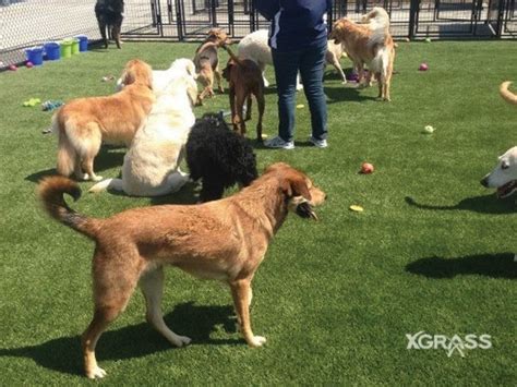 Xgrass® Pet Turf Artificial Grass For Dog Hotels