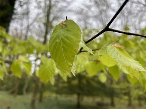 Why Are Some Leaves Hairy The Natural Navigator