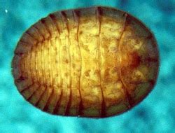 Facts Water Penny