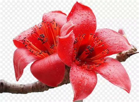 一朵向左盛放的红色木棉花实物带PNG图片素材下载 图片编号yegxzgry 免抠素材网