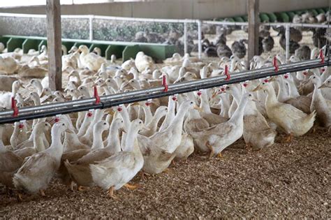 Us Duck Farm Competes For Labour Poultry World