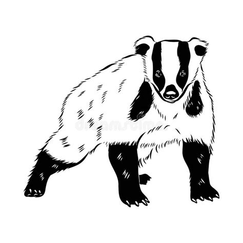Head Badger Symmetric Sketch Vector Graphics Color Picture Stock