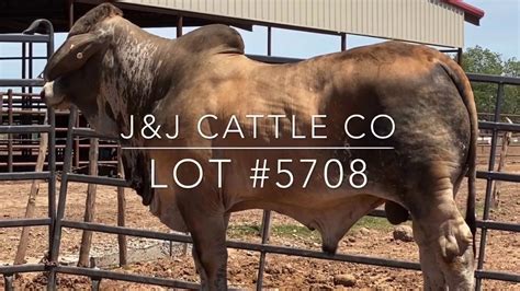 Lot 5708 Brahman Gyr Cross Bull Youtube