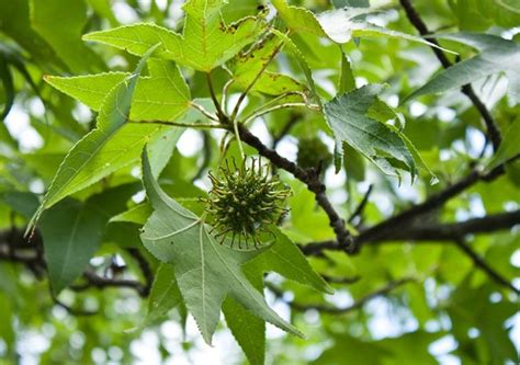 Guide To Sycamore Trees How To Grow And Care For Platanus Occidentalis