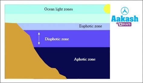 Light In Biology Definition Types And Importance Aesl