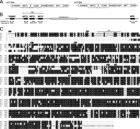 Plasmids Chromosomal Maps And Gene Sequences Used In The Present