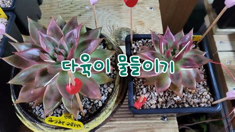 베란다 다육이 물들이기 Youtube