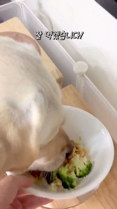 예의 바른 리트리버 대한이🧡 밥상머리교육 Retriever 강아지브이로그 강아지일기 Youtube