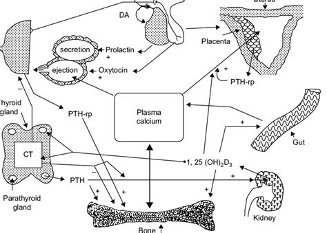 2 Postulated Functions Of Calcitonin During Calcium Stress Periods