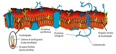 Come è Fatta La Membrana Plasmatica Fosfolipidi Proteine Colesterolo E Loro Funzione