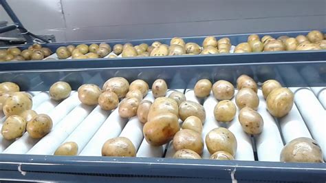 Линия мойки полировки сушки сортировки фасовки упаковки овощей Youtube